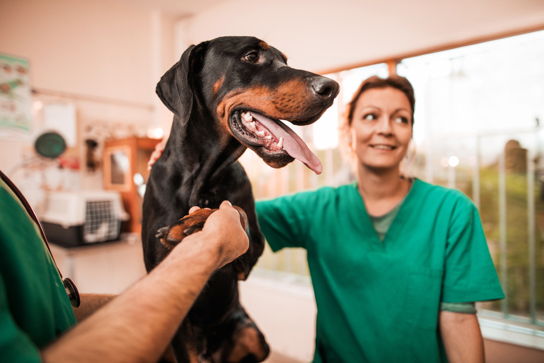 For Our Veterinary Colleagues - Heal Cancer Care for Pets